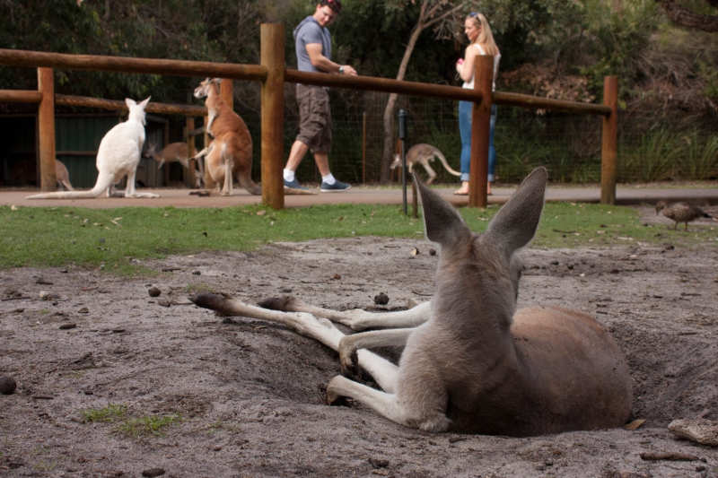 15 Mejores Lugares Qué Ver en Perth, Australia - Viajar sin Prisa
